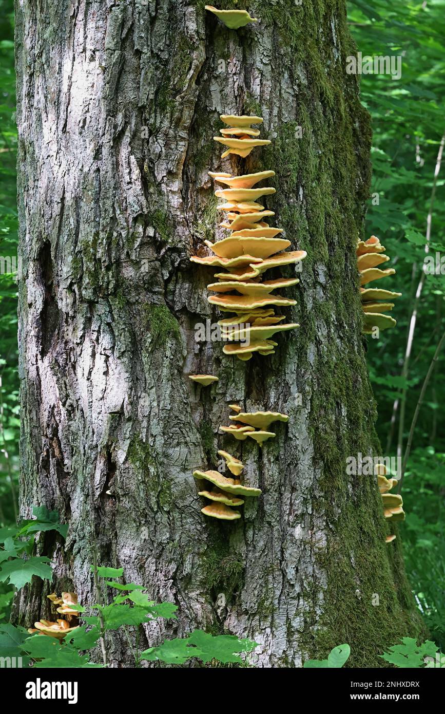 Laetiporus sulphureus, known as chicken-of-the-woods, wild polypore ...