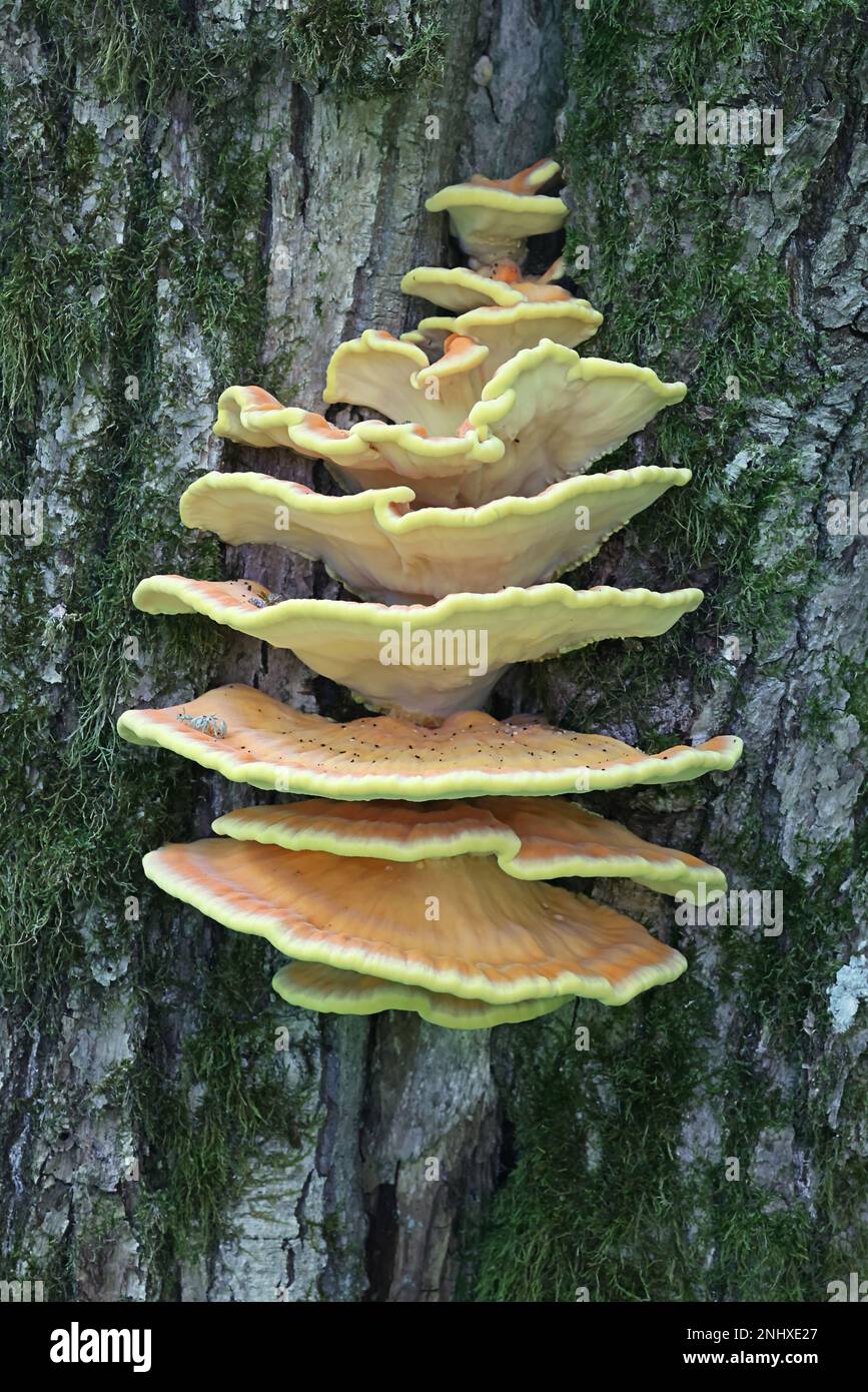 Laetiporus sulphureus, known as chicken-of-the-woods, wild polypore ...