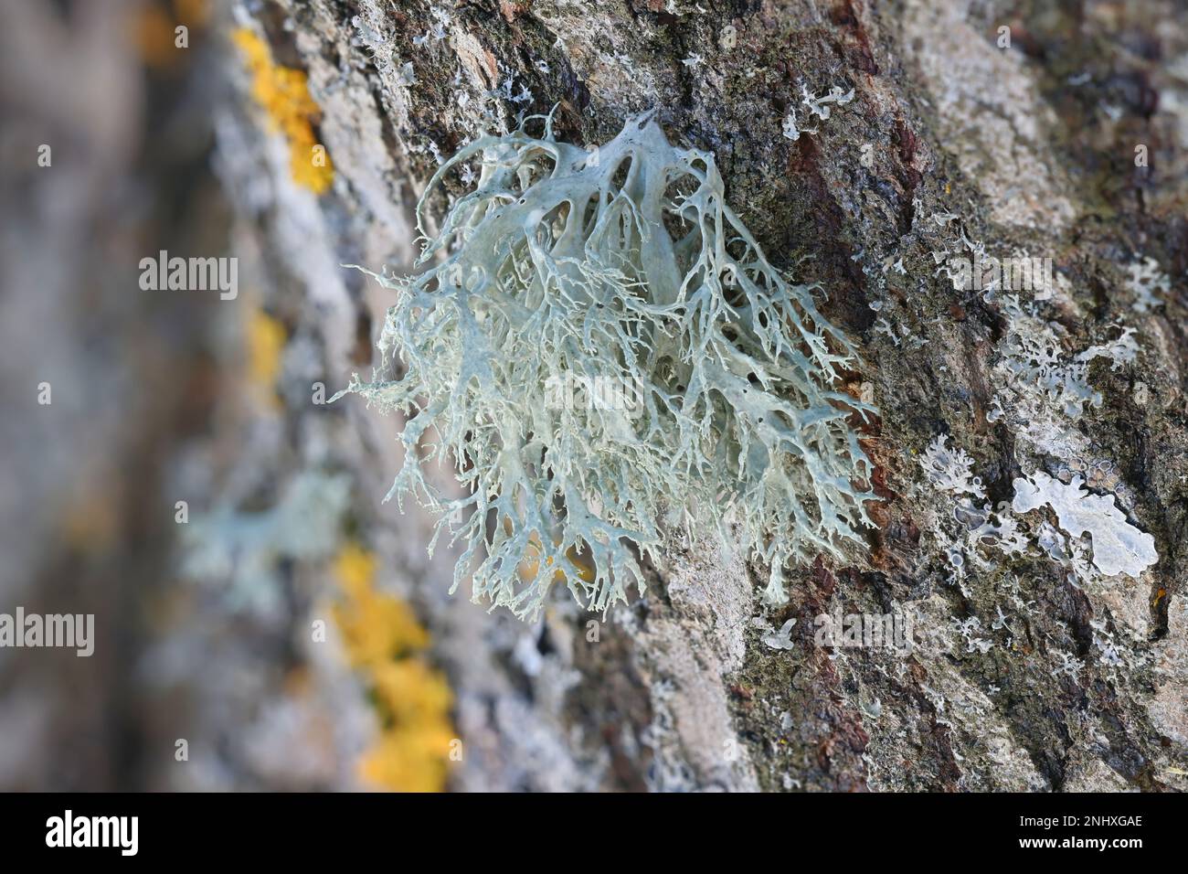 Evernia prunastri, also known as oakmoss, a beautiful lichen used ...