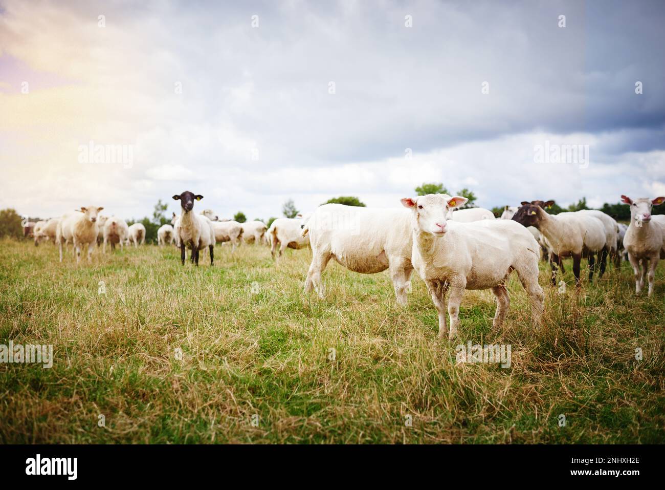 The finest sheep the farming industry has seen. sheep on a farm Stock ...