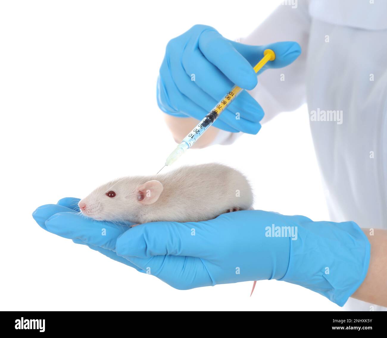 Scientist with syringe and rat on white background, closeup. Animal ...
