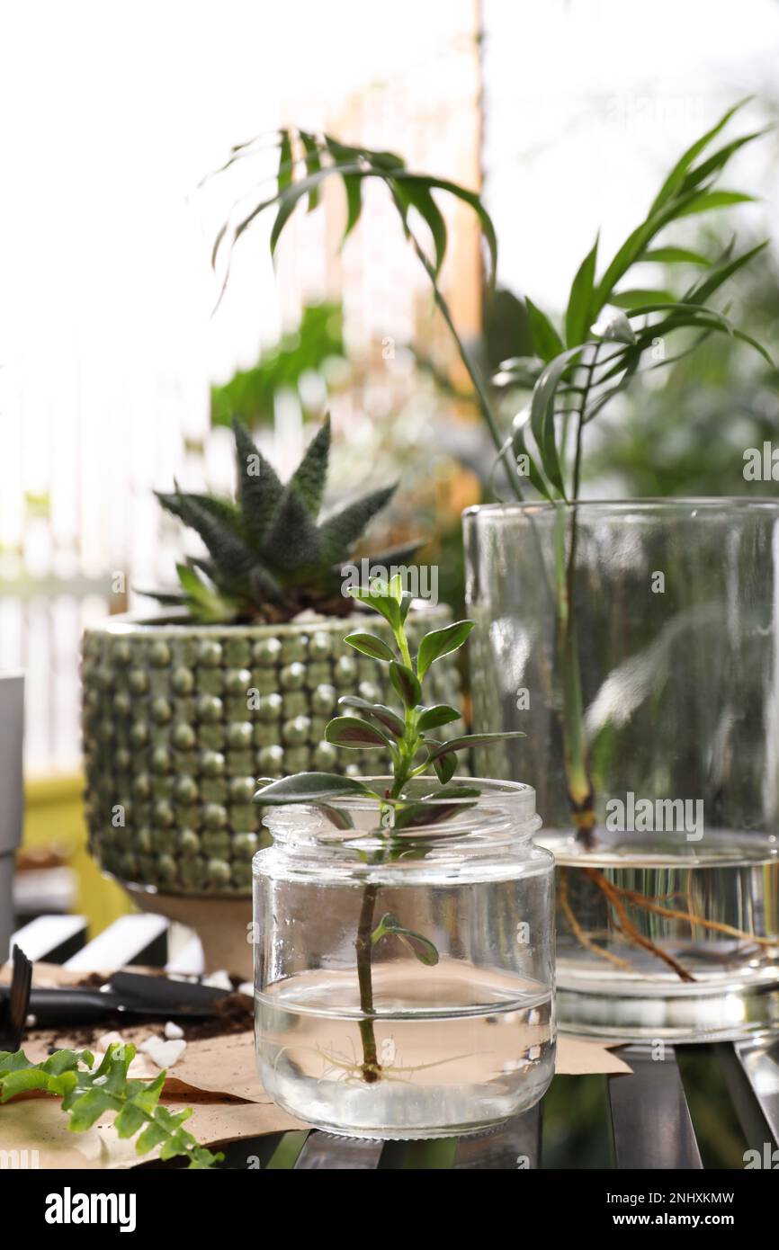 Different houseplants and seedlings on table indoors Stock Photo - Alamy