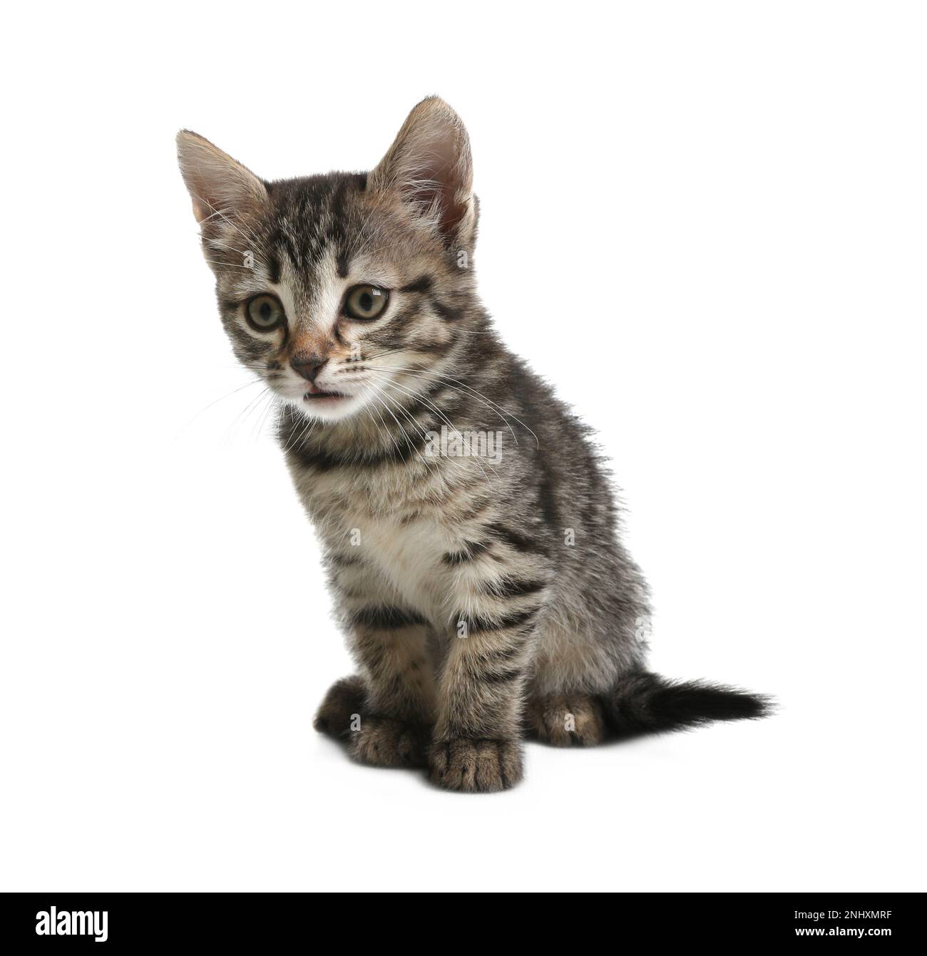 Cute little tabby kitten on white background Stock Photo - Alamy