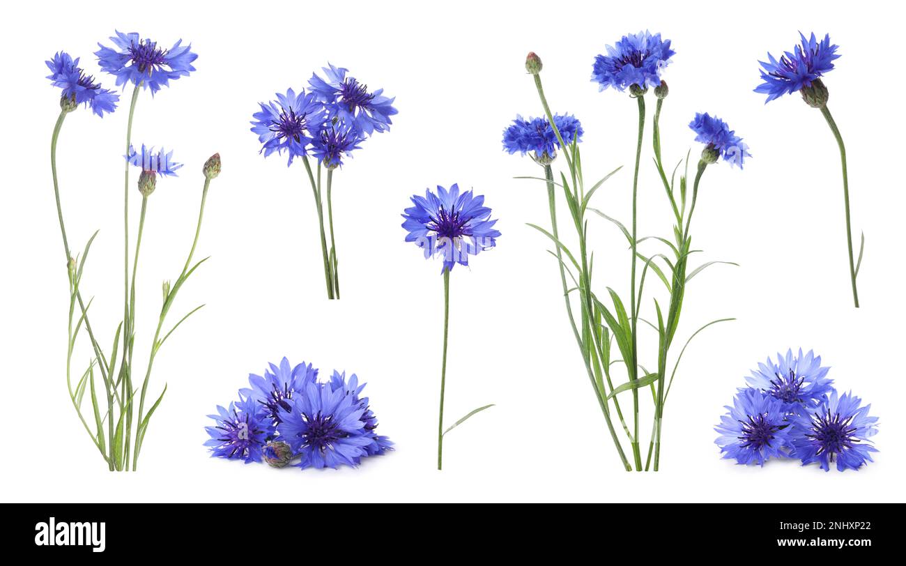 Set with beautiful blue cornflowers on white background. Banner design ...