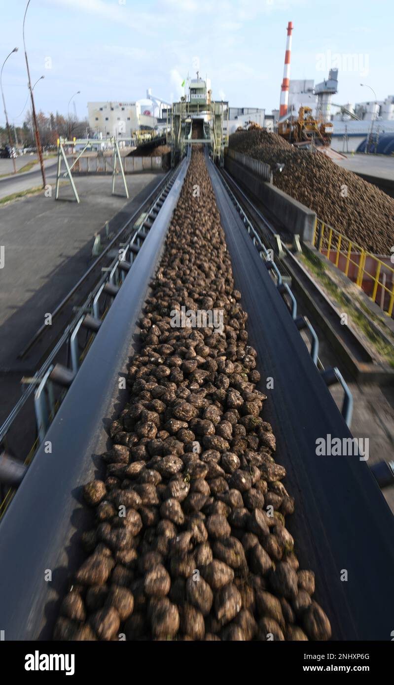 Lots of beet (Beta vulgaris) are transported to a factory by conveyor ...