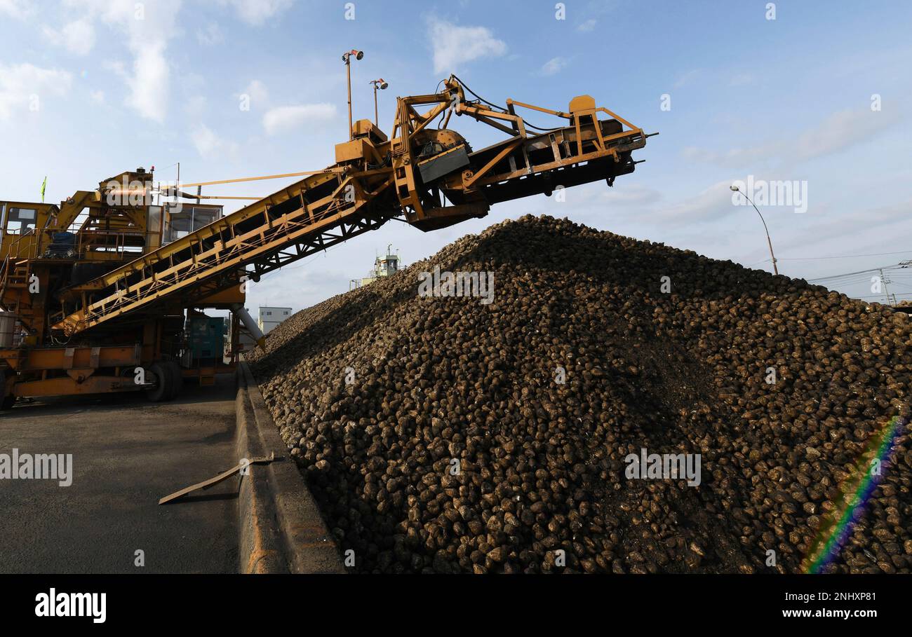 Lots of beet (Beta vulgaris) are transported to a factory by conveyor ...