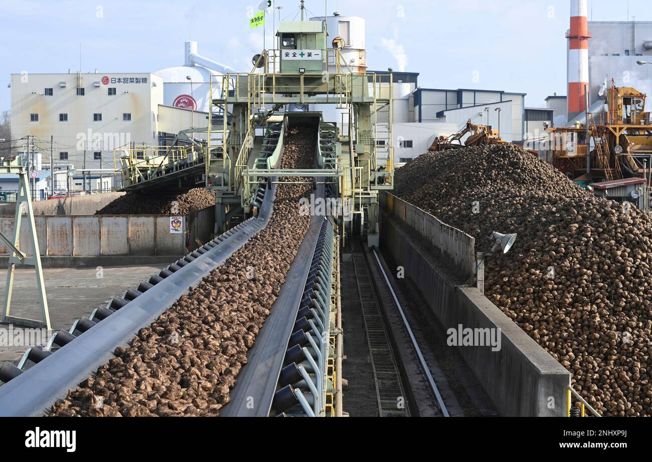 Lots of beet (Beta vulgaris) are transported to a factory by conveyor ...
