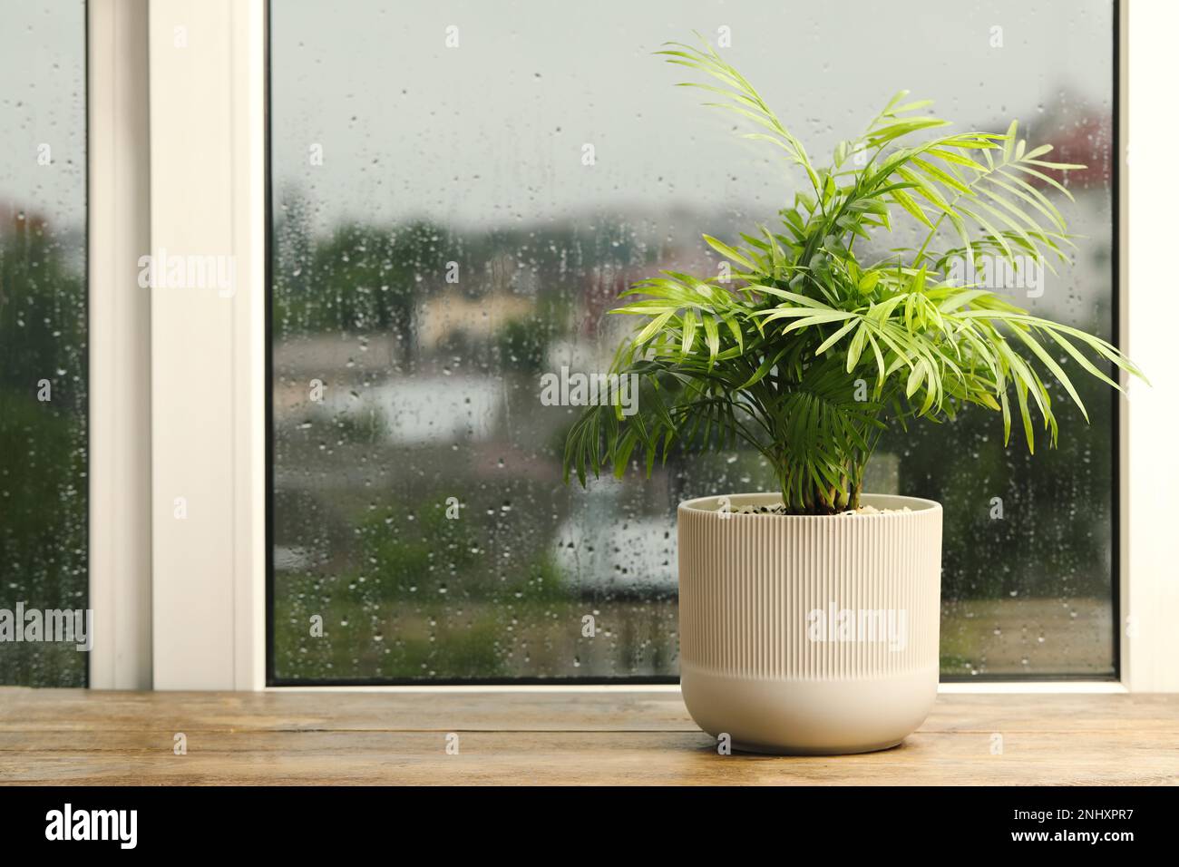 Exotic house plant near window on rainy day. Space for text Stock Photo ...