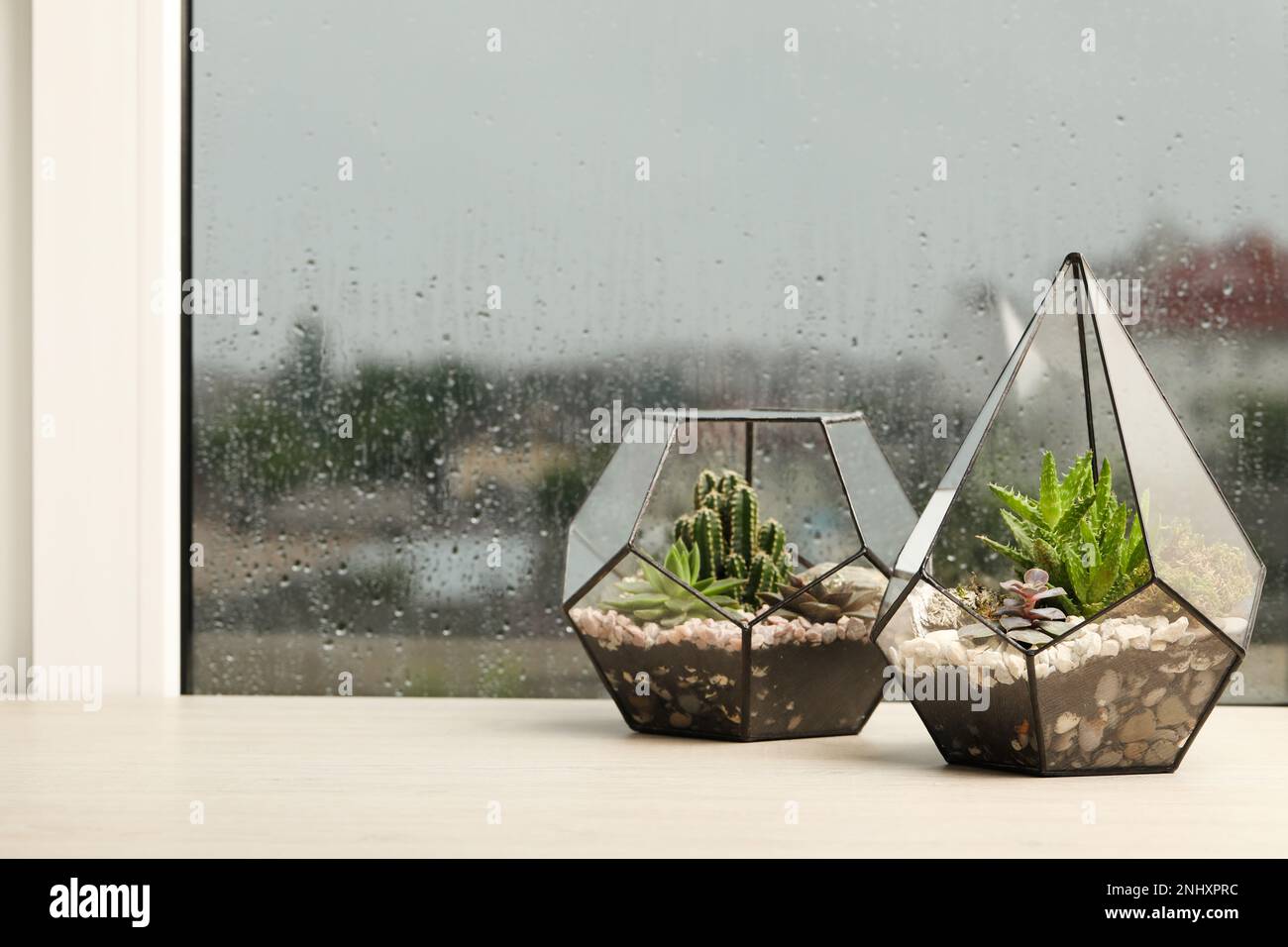 Glass florarium with succulents near window on rainy day. Space for ...