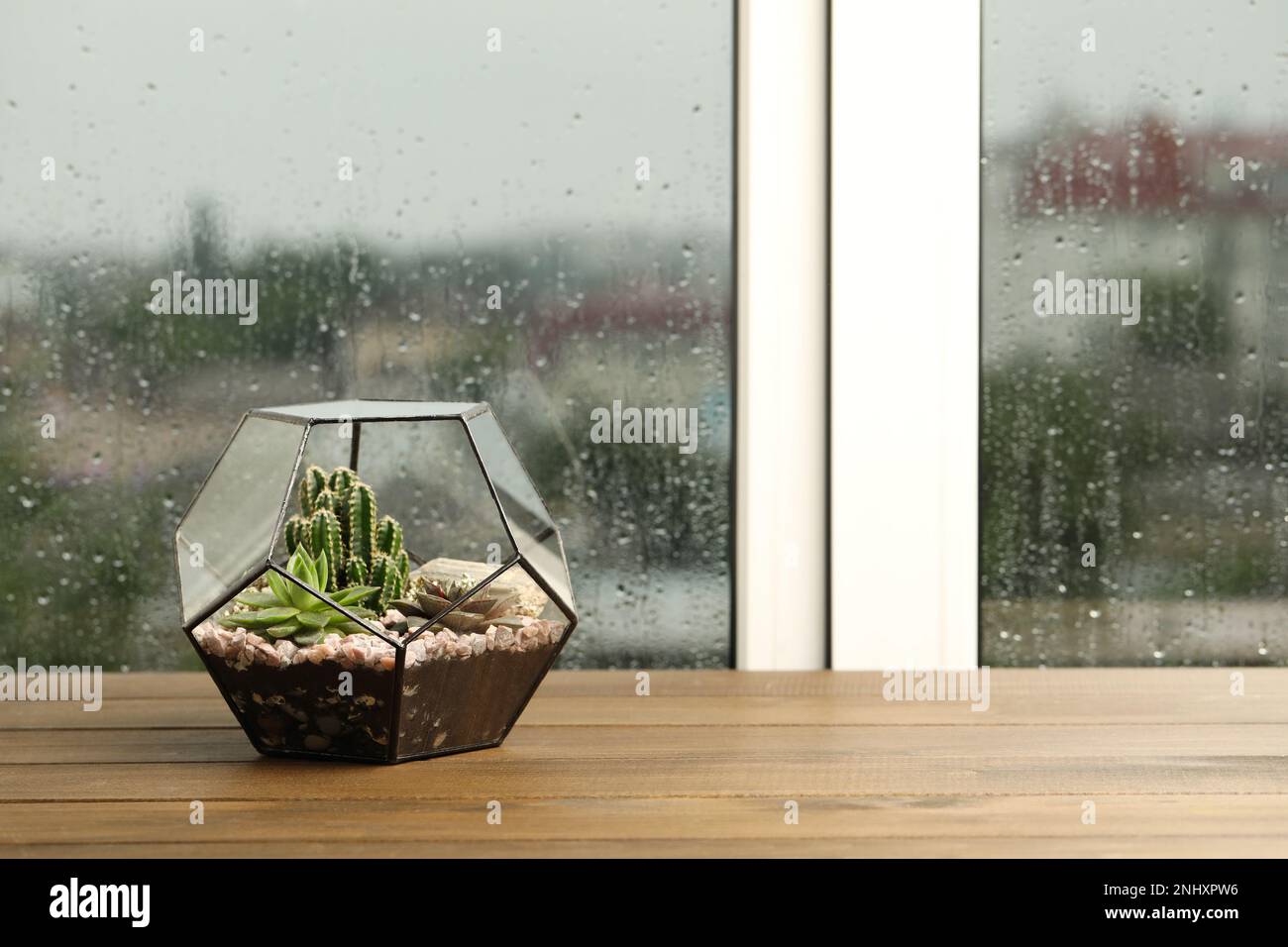 Glass florarium with succulent near window on rainy day. Space for text ...