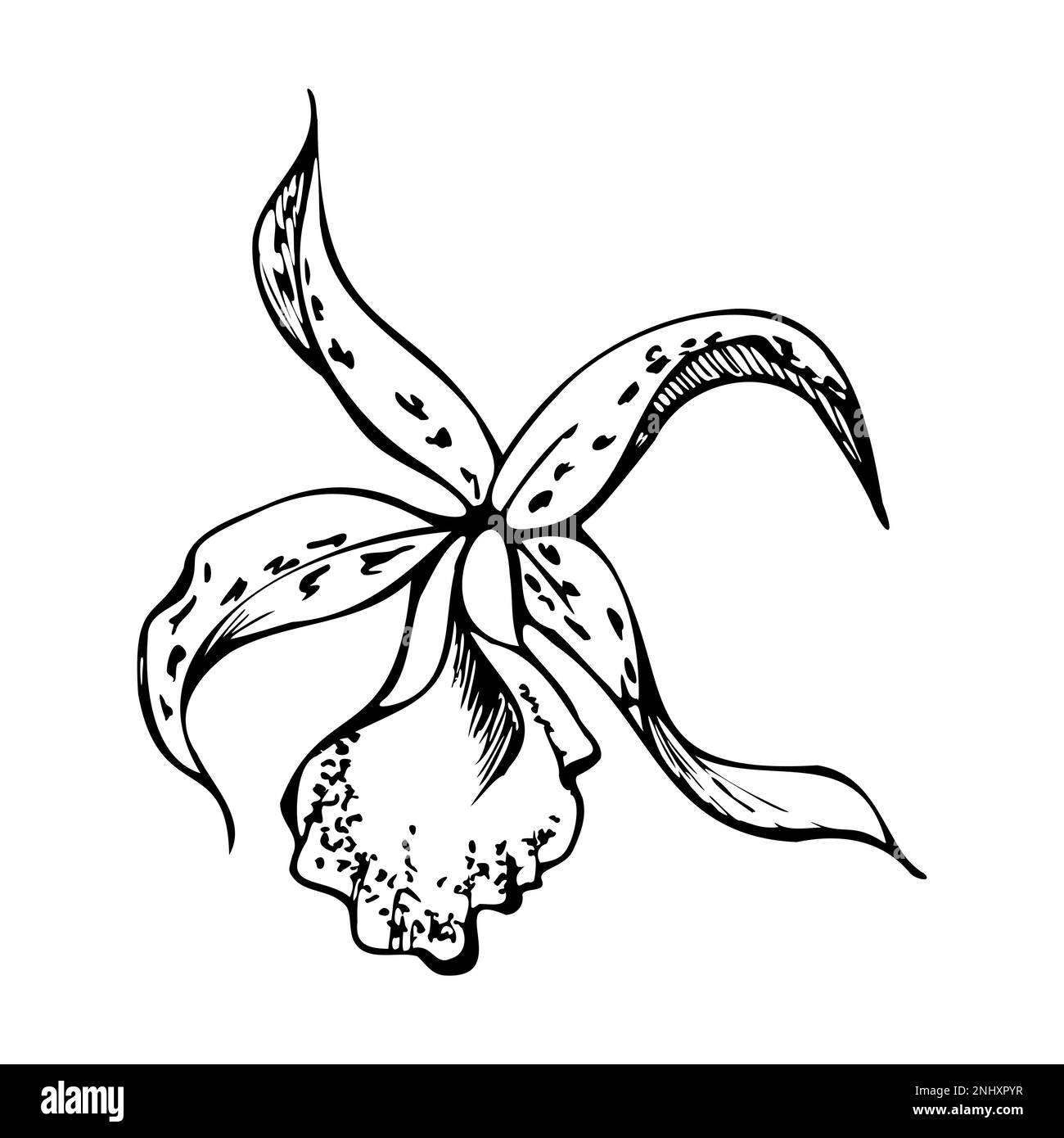 Hand drawn vector ink orchid, monochrome, detailed outline. Close-up ...