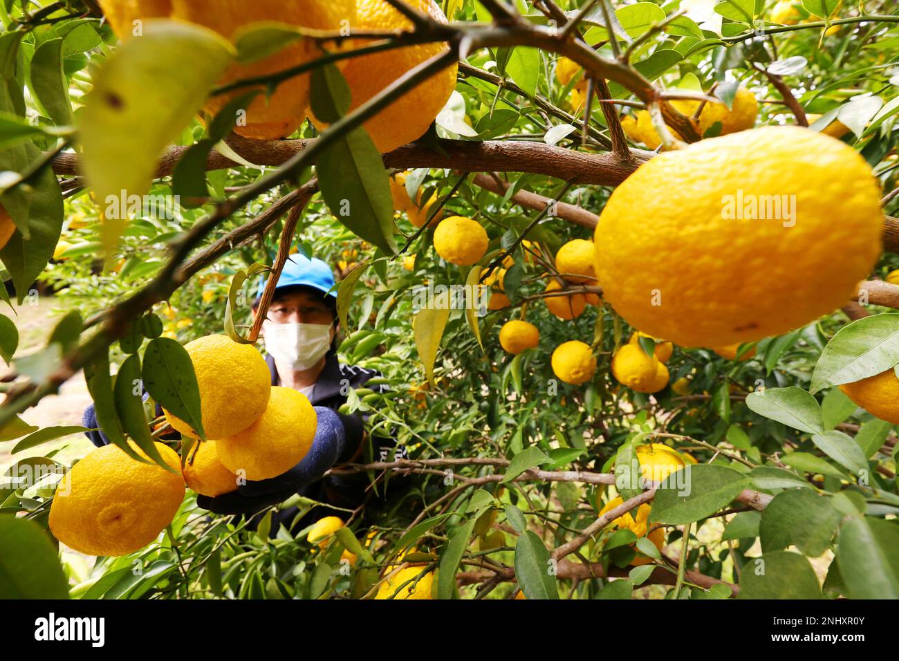 Yuzu (Citrus junos) is harvested in Motegi Tiwn, Tochigi Prefecture on ...