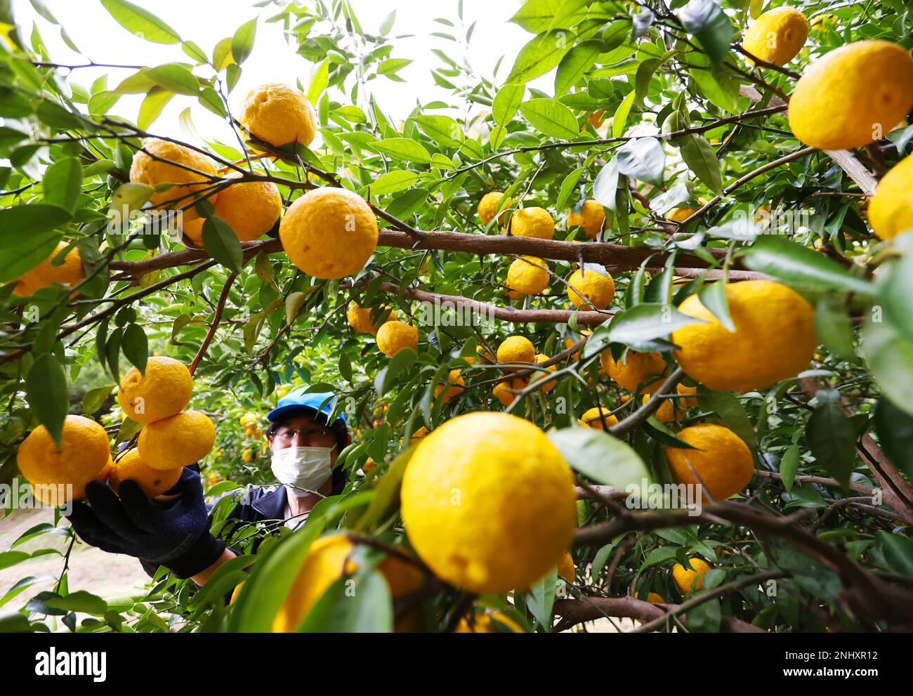 Yuzu (Citrus junos) is harvested in Motegi Tiwn, Tochigi Prefecture on ...