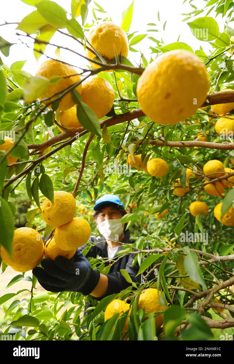 Yuzu (Citrus junos) is harvested in Motegi Tiwn, Tochigi Prefecture on ...