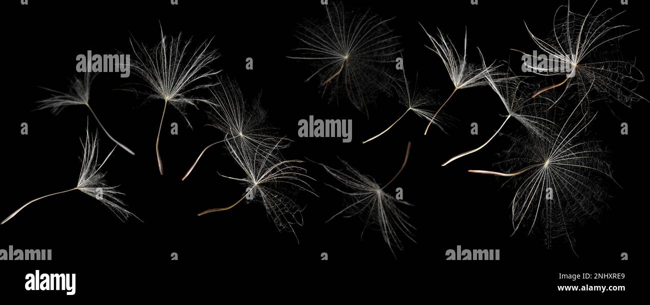 Many dandelion seeds flying on black background. Banner design Stock ...