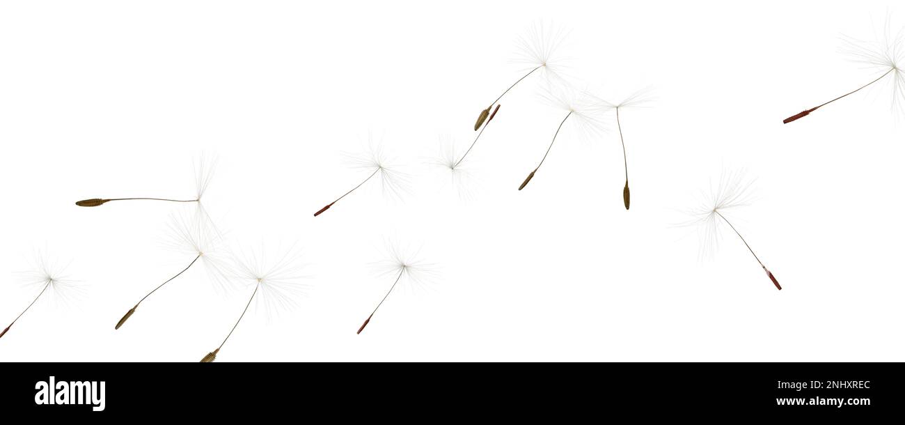 Many dandelion seeds flying on white background. Banner design Stock ...