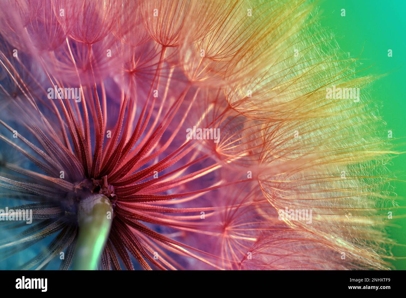 Beautiful fluffy dandelion flower toned in rainbow colors, closeup ...