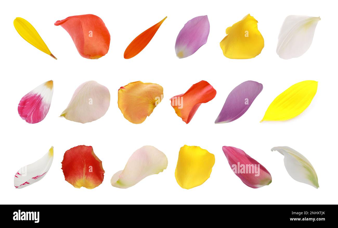 Set with different beautiful flower petals on white background Stock ...