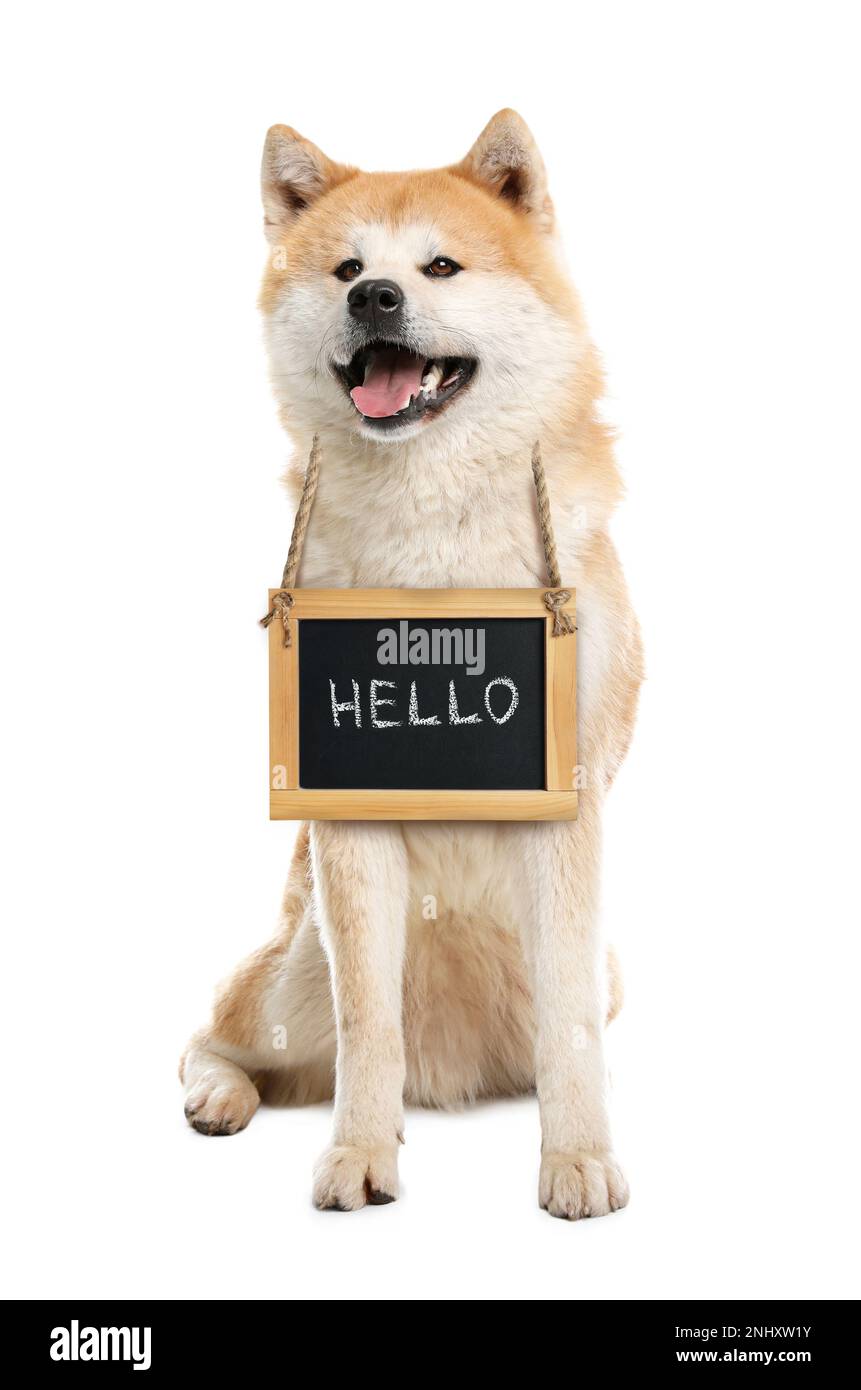 Adorable dog with Hello sign on white background Stock Photo - Alamy