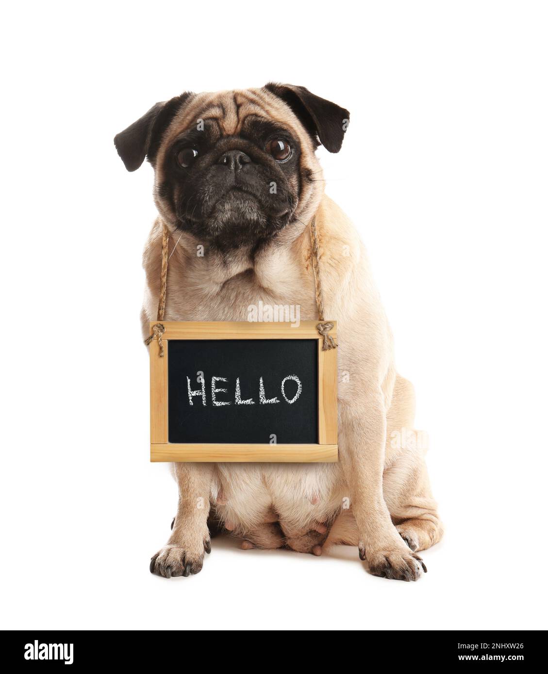 Adorable dog with Hello sign on white background Stock Photo - Alamy