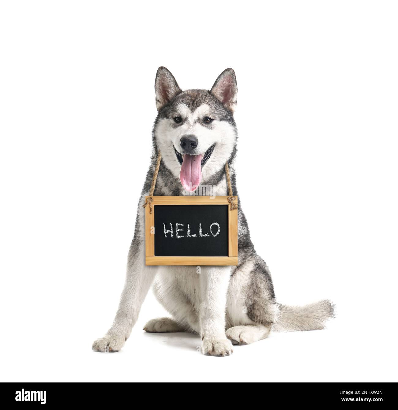 Adorable dog with Hello sign on white background Stock Photo - Alamy