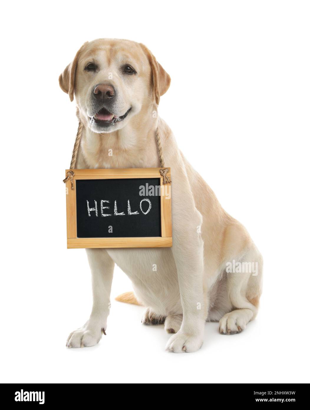 Adorable dog with Hello sign on white background Stock Photo - Alamy