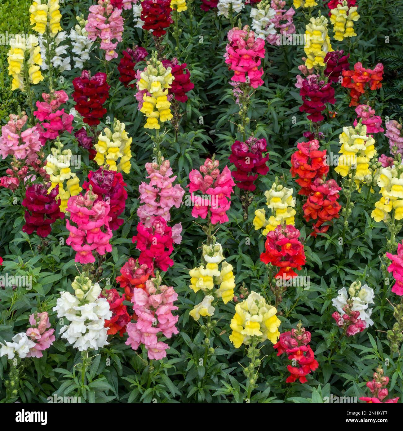 Antirrhinum snapdragons hi-res stock photography and images - Alamy