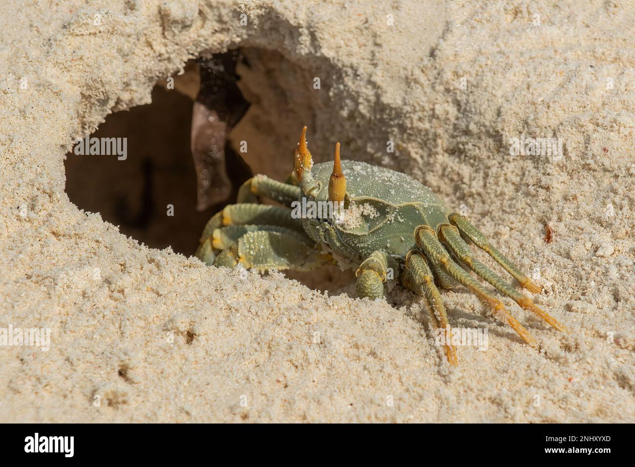 Horned Ghost Crab, Ocypode ceratophthalmus, Cosmoledo Atoll Stock Photo ...
