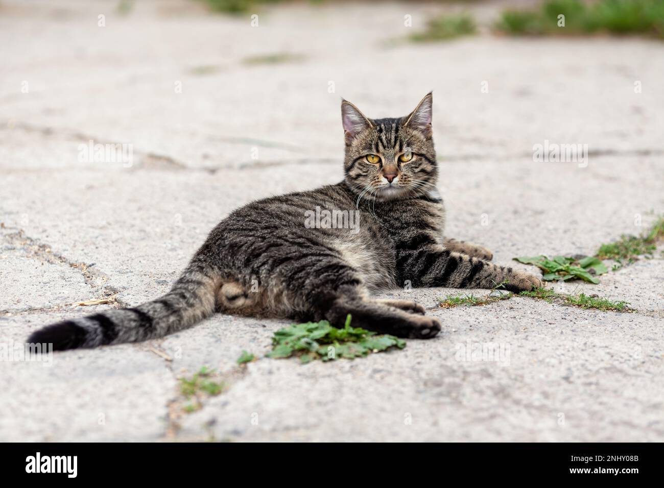Domestic tabby cat lying down on the ground and watching Stock Photo ...