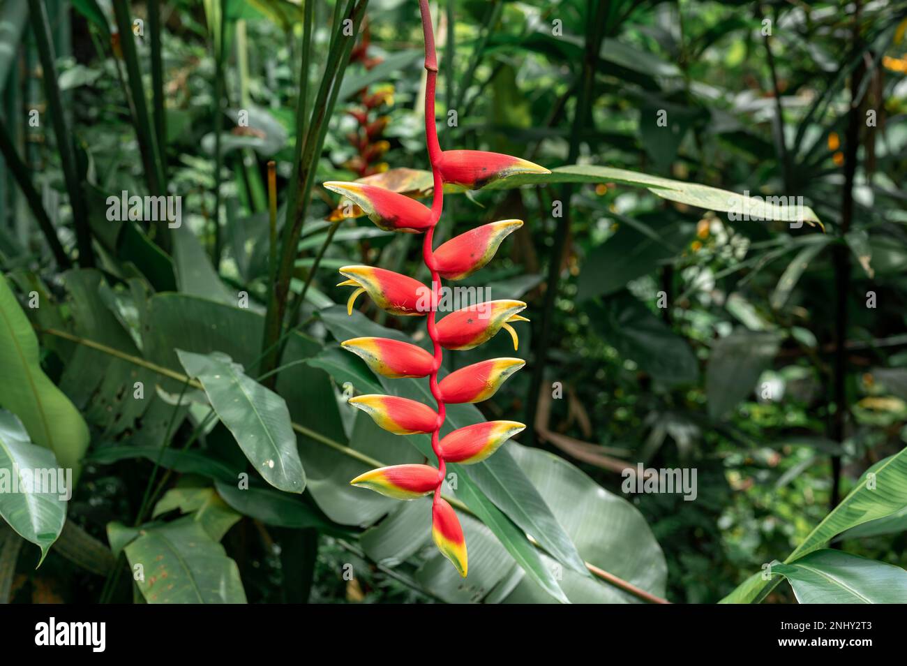 vibrant Heliconia Rostrata flower, unique shape and vivid colors in ...