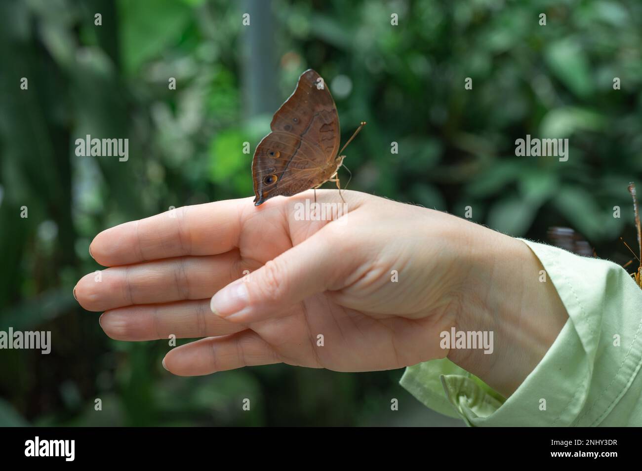 butterfly on hand. Beautiful butterfly on woman hand. Butterfly sits on ...
