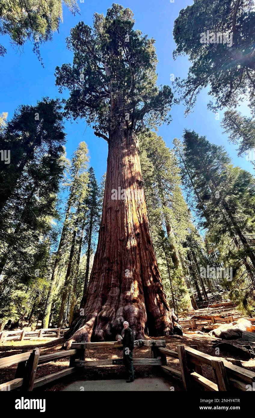 General Sherman, a giant sequoia (Sequoiadendron giganteum) tree, is pictured in the Giant ...