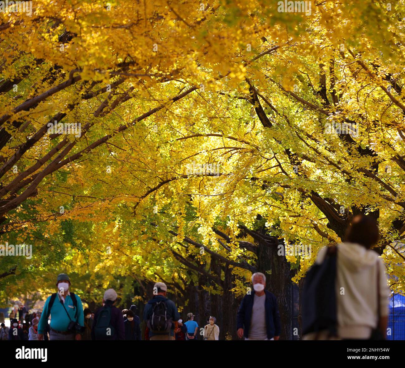 Rows of ginkgo (gingko) trees turn yellow at Showa Commemorative National Government Park in ...