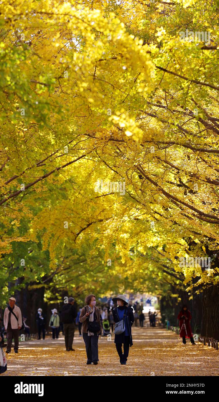Rows of ginkgo (gingko) trees turn yellow at Showa Commemorative National Government Park in ...