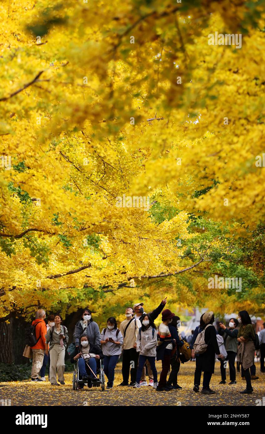Rows of ginkgo (gingko) trees turn yellow at Showa Commemorative National Government Park in ...