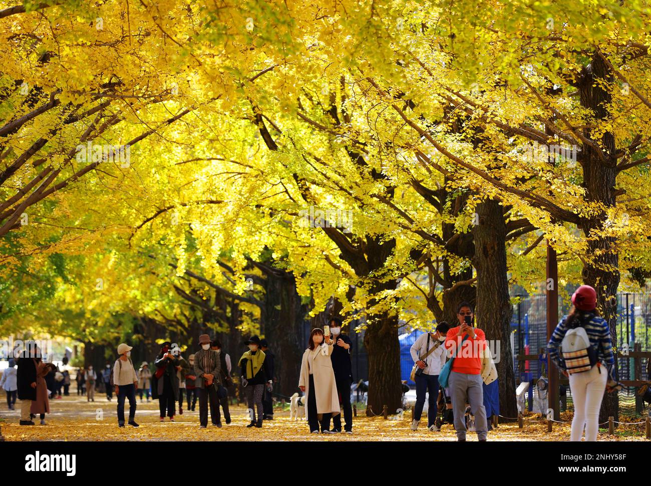 Rows of ginkgo (gingko) trees turn yellow at Showa Commemorative National Government Park in ...
