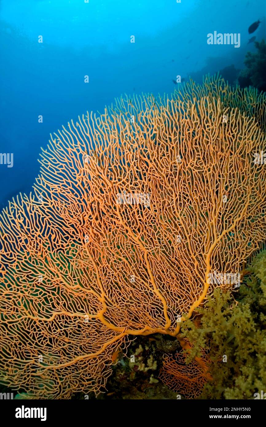 Sea Fan, Sea Whips, Gorgonian, Coral Reef, Red Sea, Egypt, Africa Stock ...