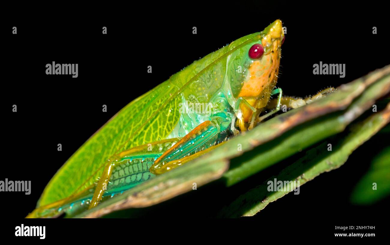 Bug, Homoptera, Hemiptera, Tropical Rainforest, Corcovado National Park ...