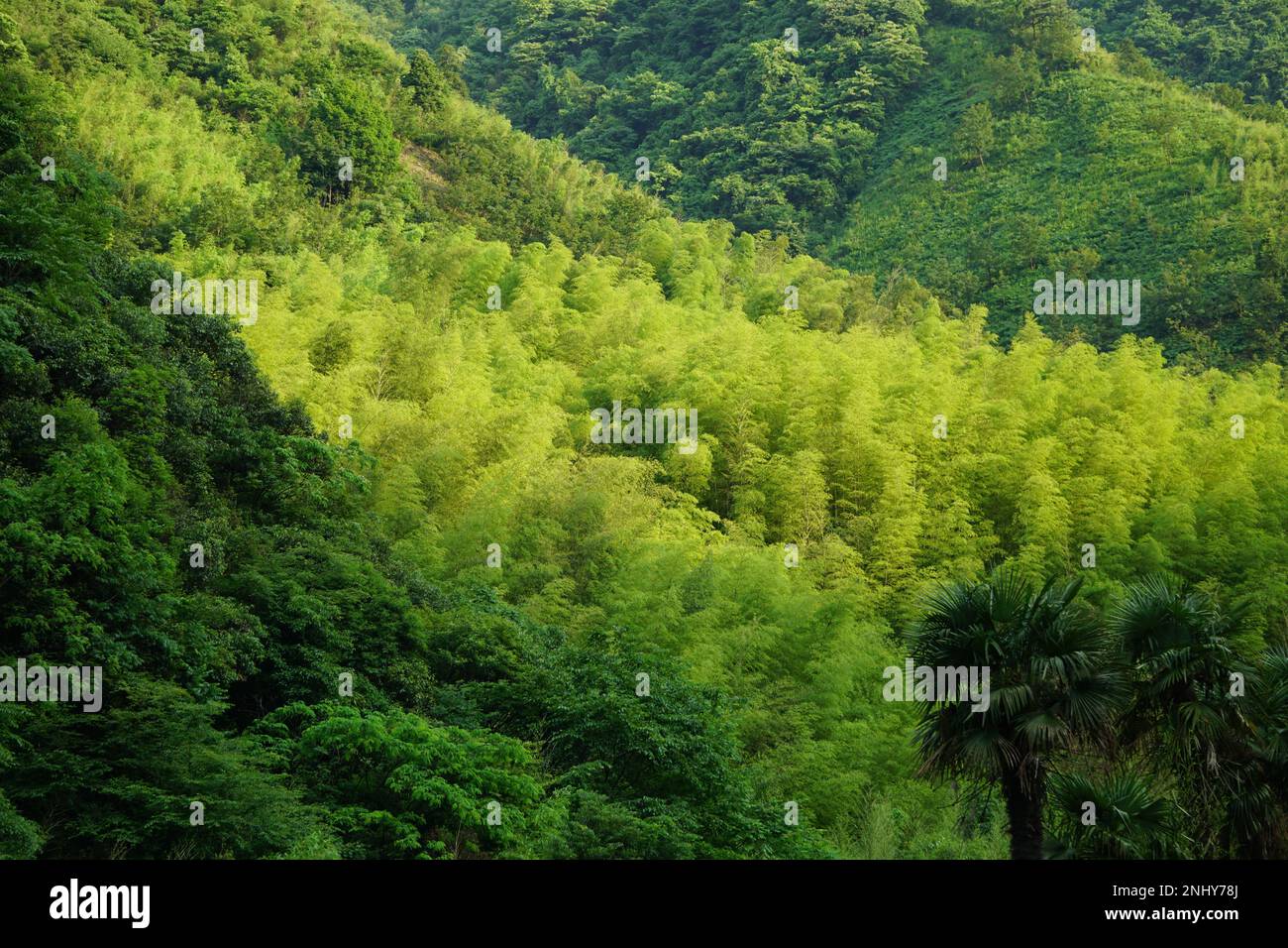 A scenic vista of a winding mountain road with lush evergreen trees ...