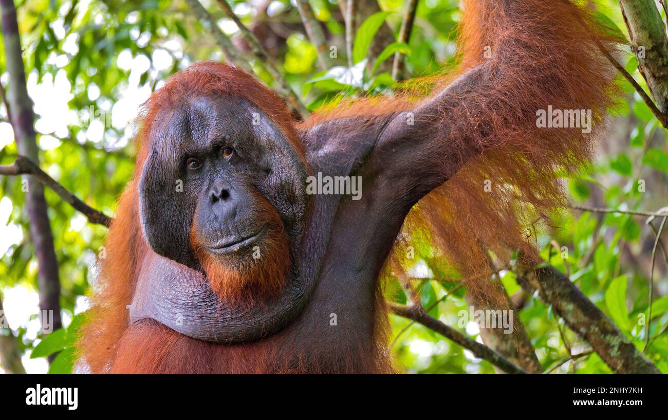 Orangutan, Pongo pygmaeus, Sekonyer River, Tanjung Puting National Park ...