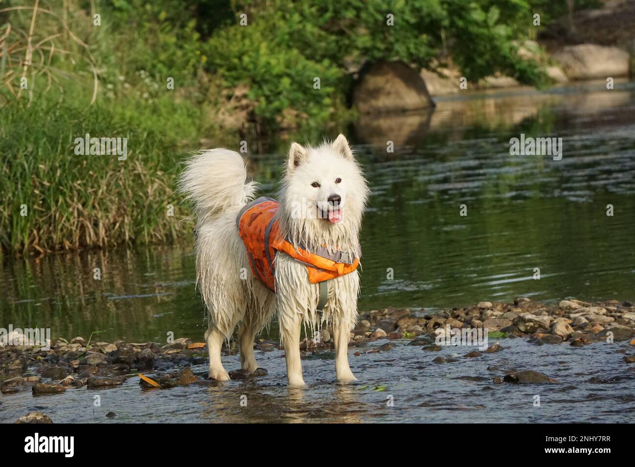 Wet Samoyed dog standing near a river in nature landscape Stock Photo ...