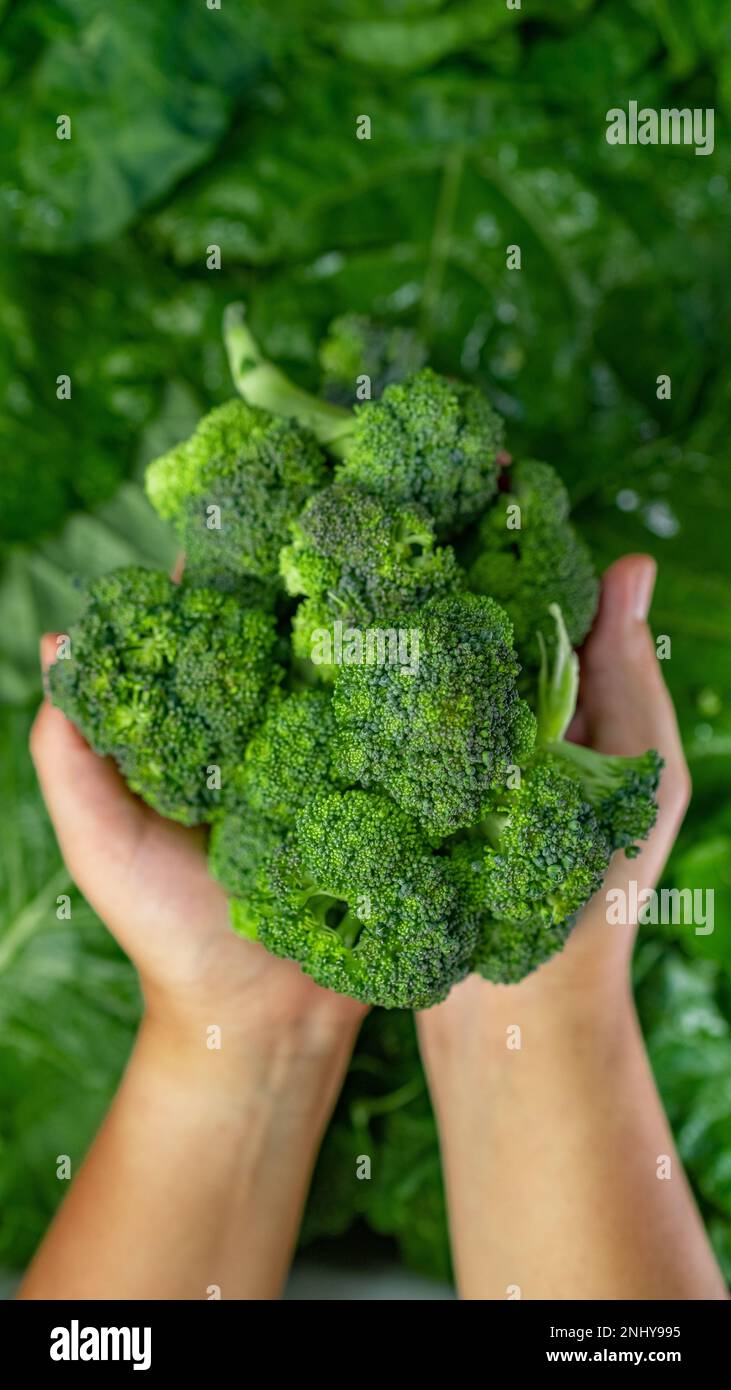 broccoli in hand, organic fresh and healthy food, green background ...