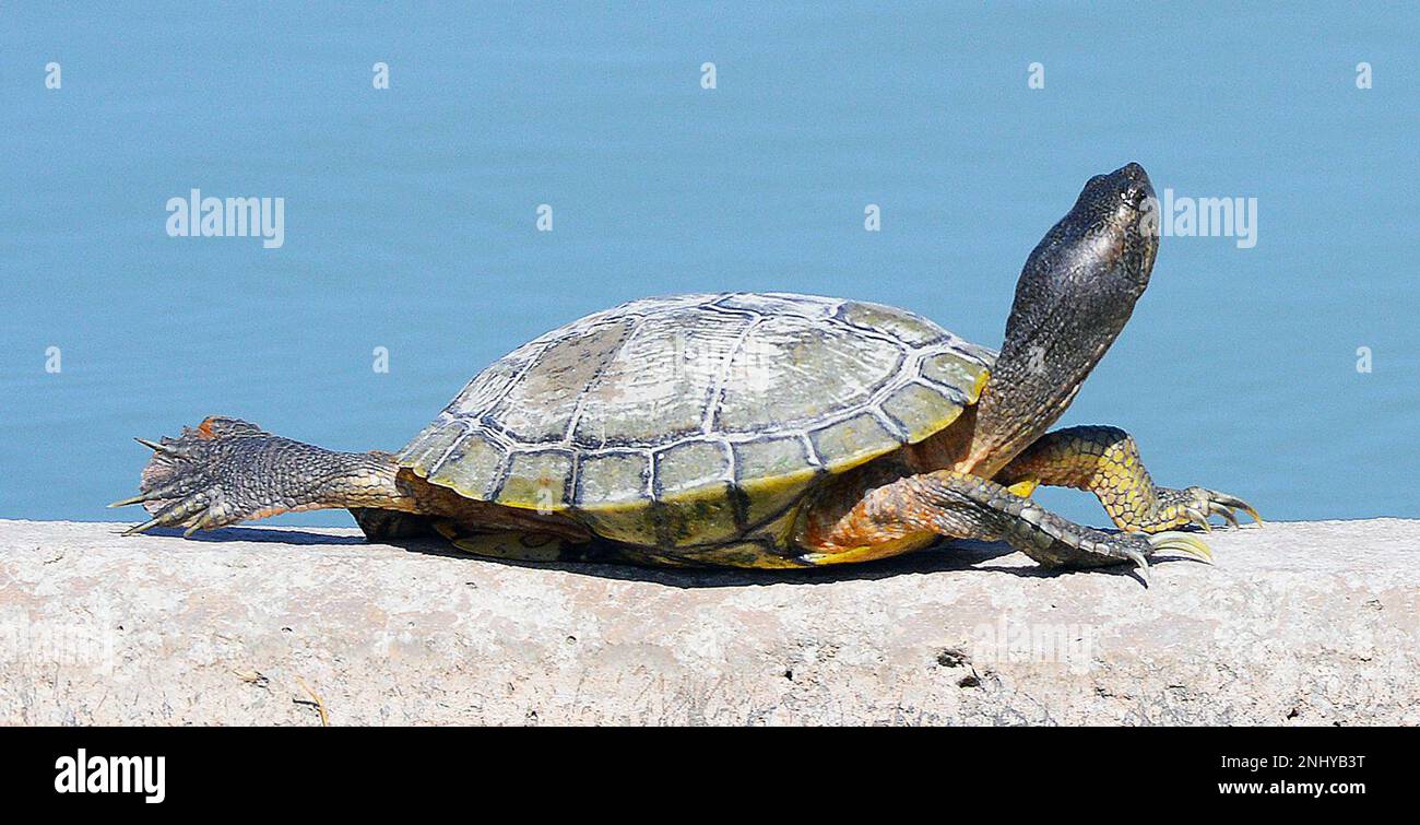 A water turtle stretches out its paddle-like hind legs, Friday, Oct. 14 ...