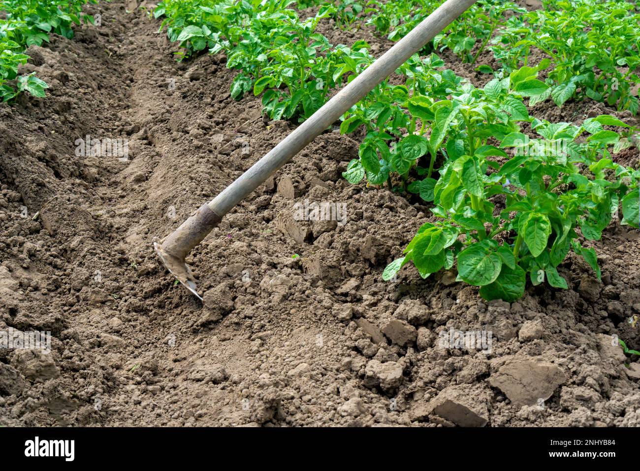 Green young potato plants Solanum Tuberosum with a worker and a hoe in ...