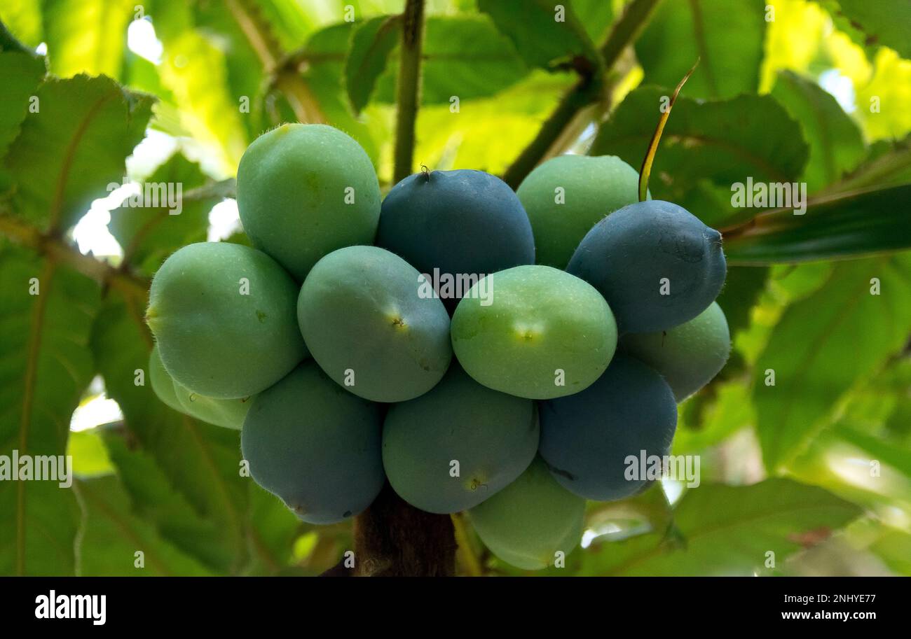 Cluster around tree trunk hi-res stock photography and images - Alamy