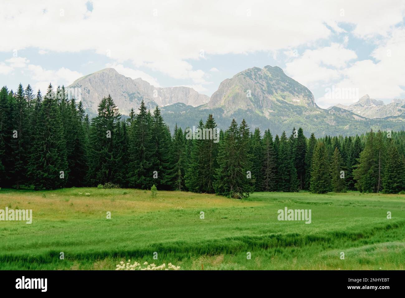 Montenegro. Durmitor National Park. Green coniferous forest against ...