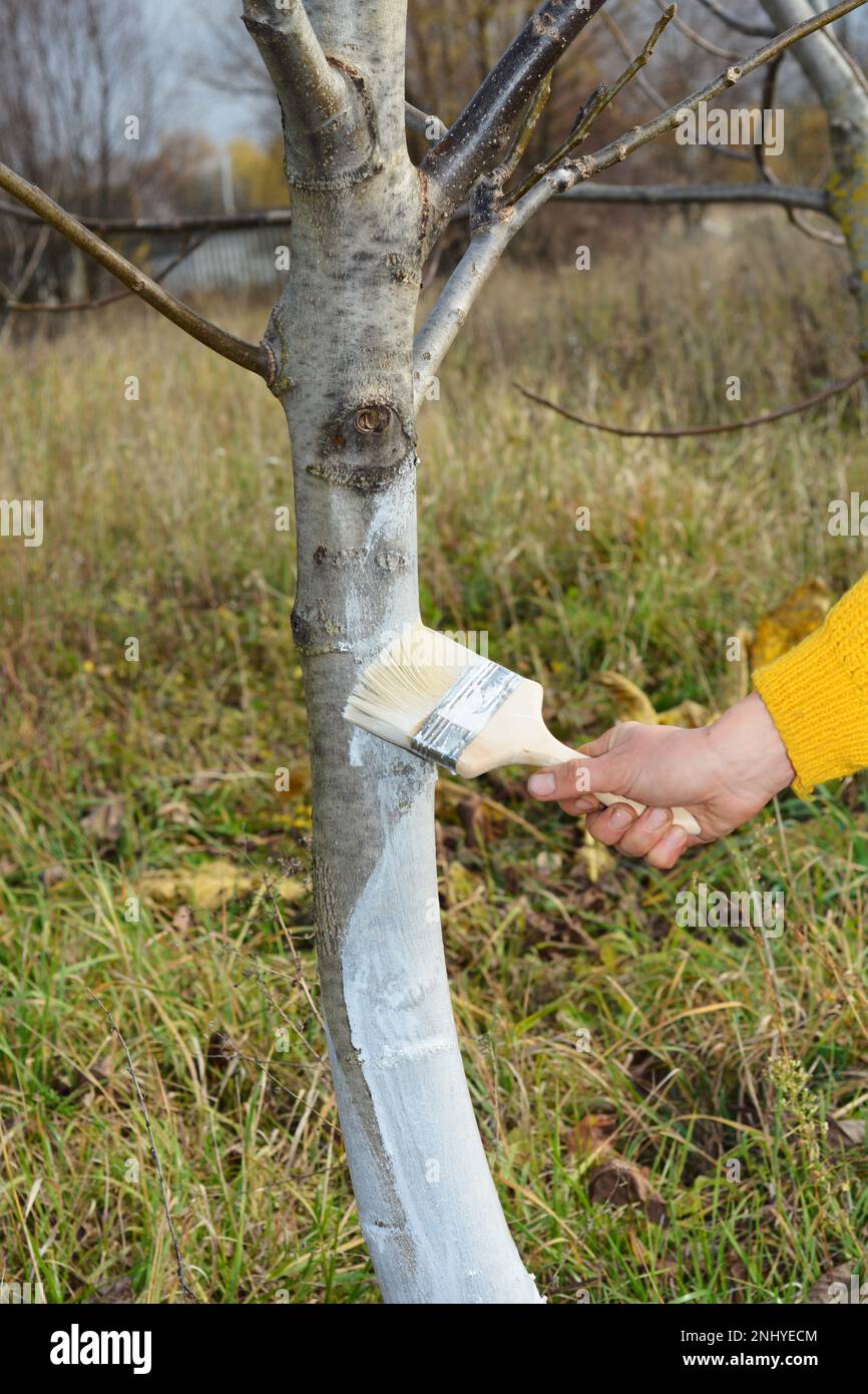 Whitewashing walnut tree in autumn. Gardener with paint brush ...