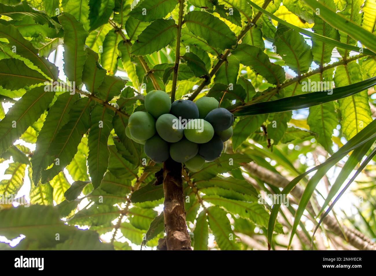 Rainforest plant hi-res stock photography and images - Alamy