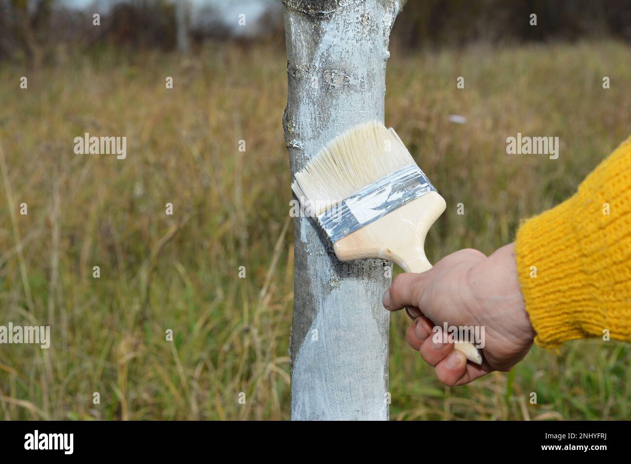 Whitewashing tree trunks hi-res stock photography and images - Alamy