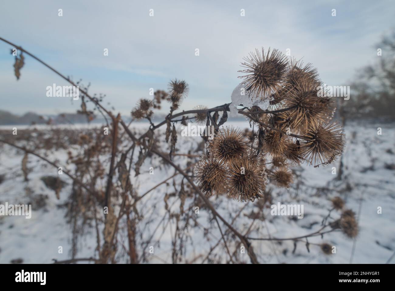 Drooping Greater Burdock seeds, burrs, with their hooks ready to attach ...